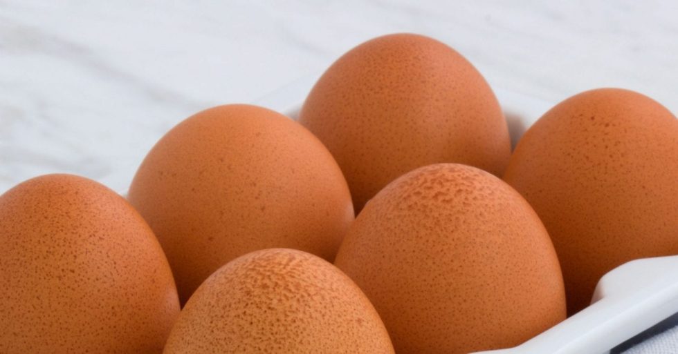 Scientists uncover universal formula for egg shape - Poultry Network