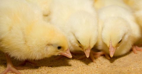 What is the optimal Feed Conversion Ratio for Broiler Production ...