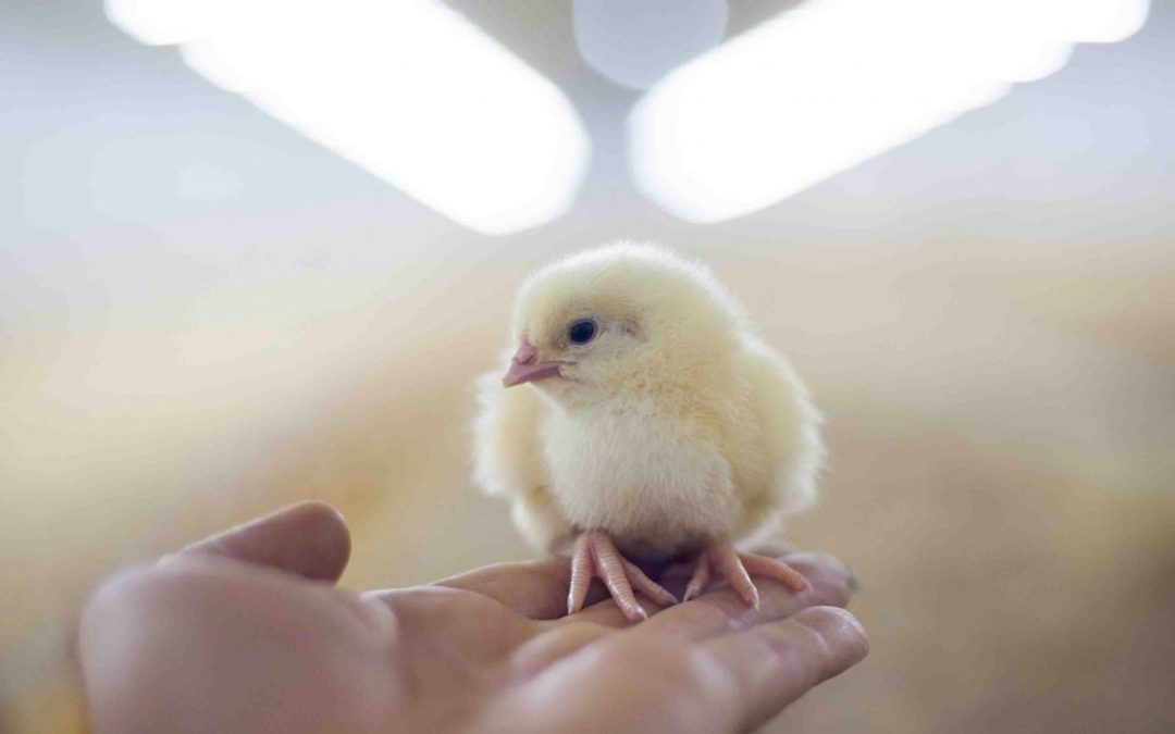 Cargill launches new pelletised chick starter feed - Poultry Network
