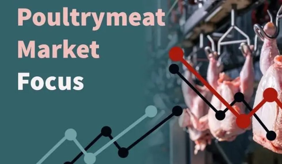 Broiler chick placings showing strain of stocking density drop ...