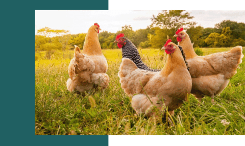 Poultry Network | Egg and Poultrymeat News and Market Updates