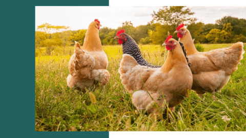 Sustainability Hub - Poultry Network
