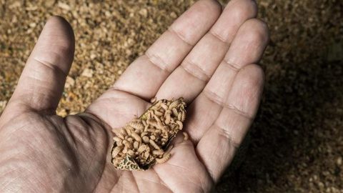 £1m collaboration set to develop modular insect farm - Poultry Network