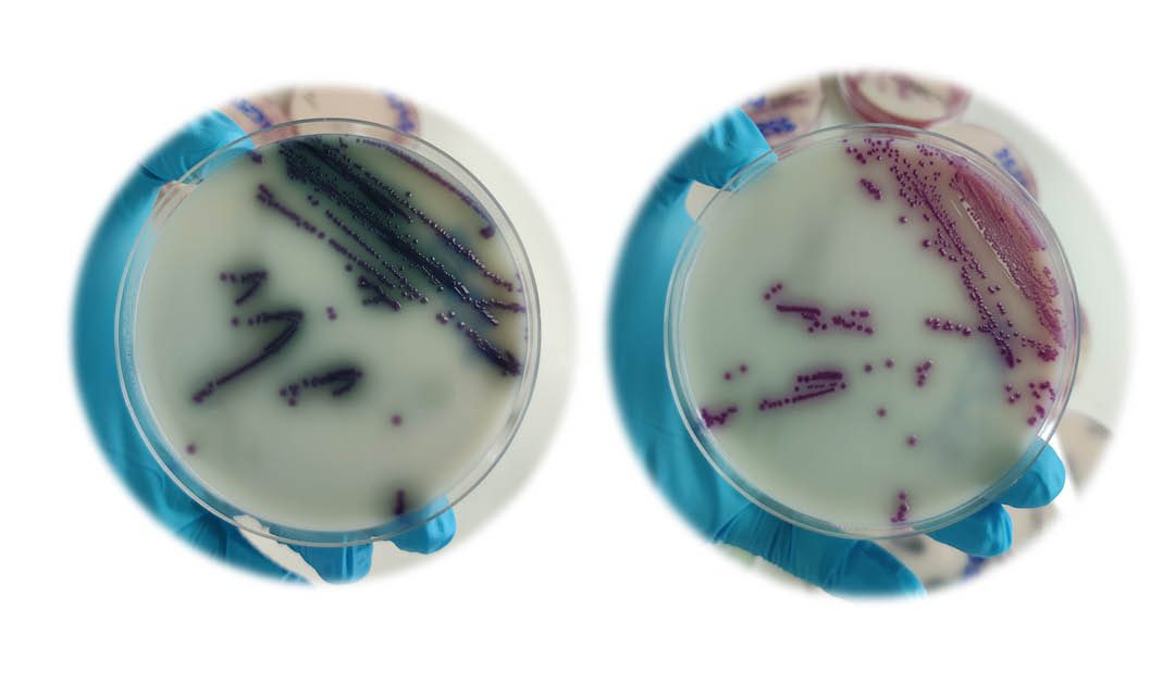 New salmonella differentiation test from Ceva - Poultry Network