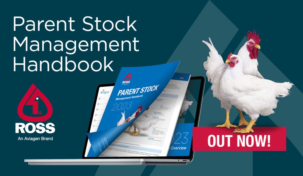 Aviagen Releases New Parent Stock Handbook for Ross breed - Poultry Network