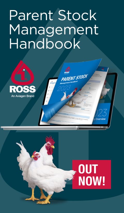 Aviagen Releases New Parent Stock Handbook for Ross breed - Poultry Network