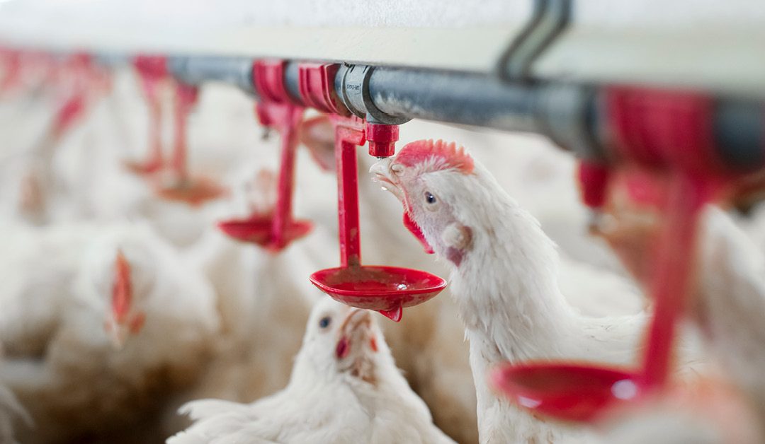 How Cargill Nutritional Solutions Can Help Combat Poultry Heat Stress ...