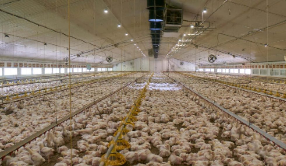 Hospitality brands launch “Sustainable Chicken Forum” as 18 brands step ...