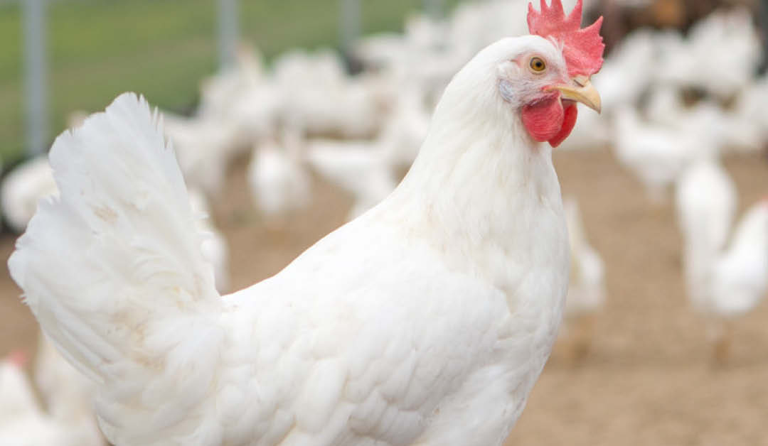 Eggsell expects to move to 50% white eggs as the market shifts ...