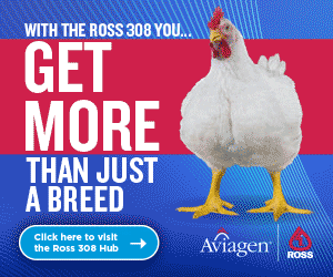 Aviagen releases new Broiler Management Handbook for Ross birds ...