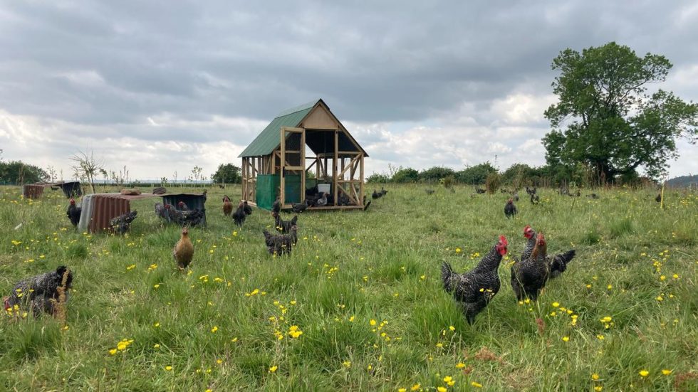 'Field lab' to trial dual purpose poultry in UK - Poultry Network