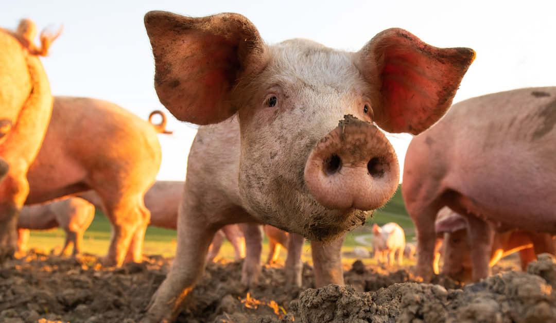 Pilgrim’s Europe delivers margin gains in first year post-integration ...