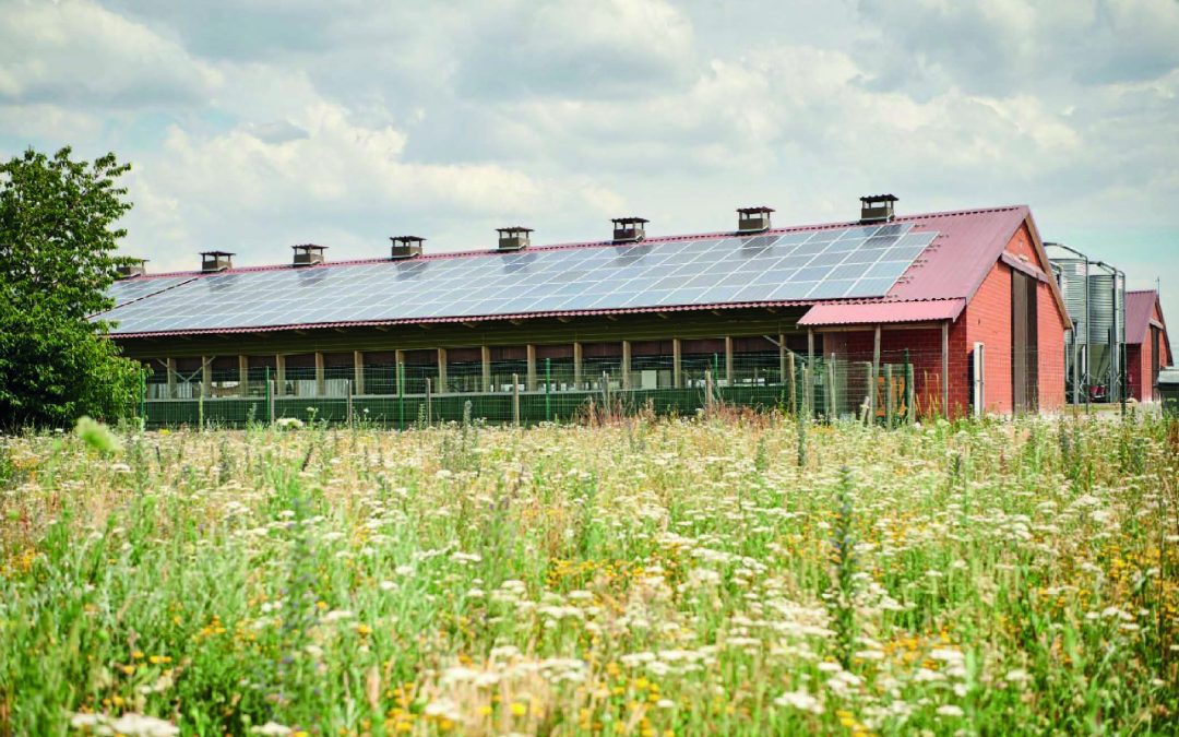 Boparan Private Office to acquire Heidemark as part of European poultry ...